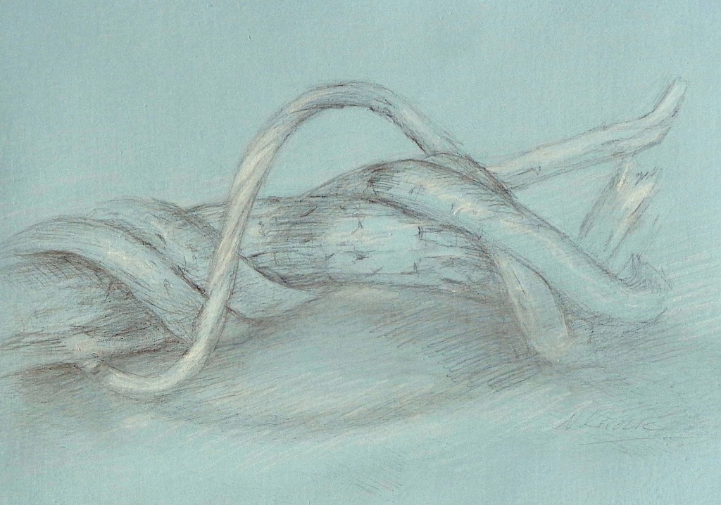 “Twisted” silverpoint drawings